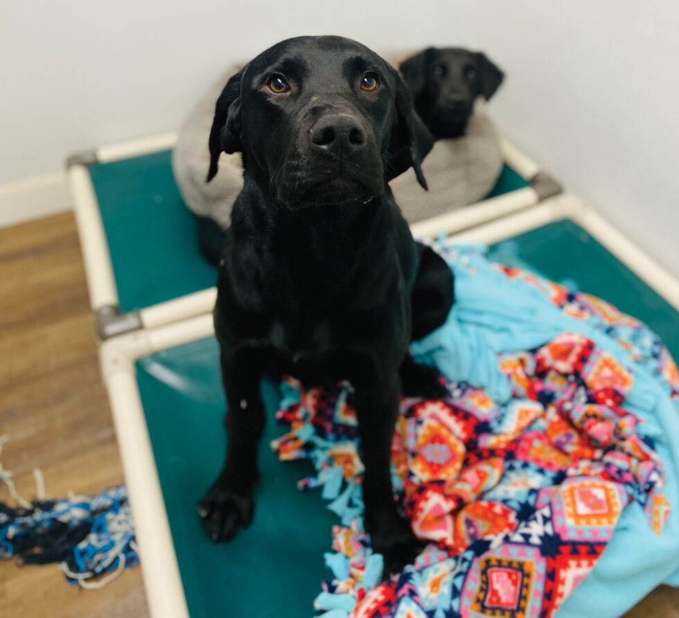 Scout’s Honor Pet Retreat