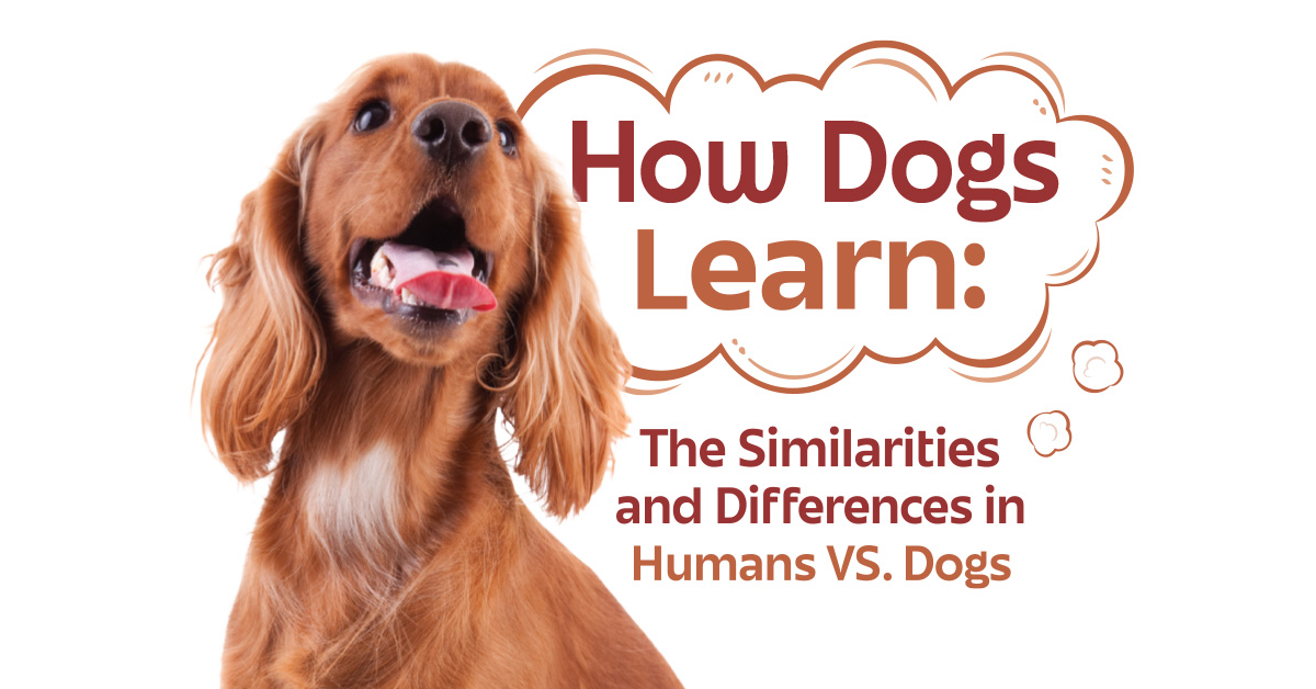 How Dogs Learn: The Similarities and Differences in Humans vs. Dogs