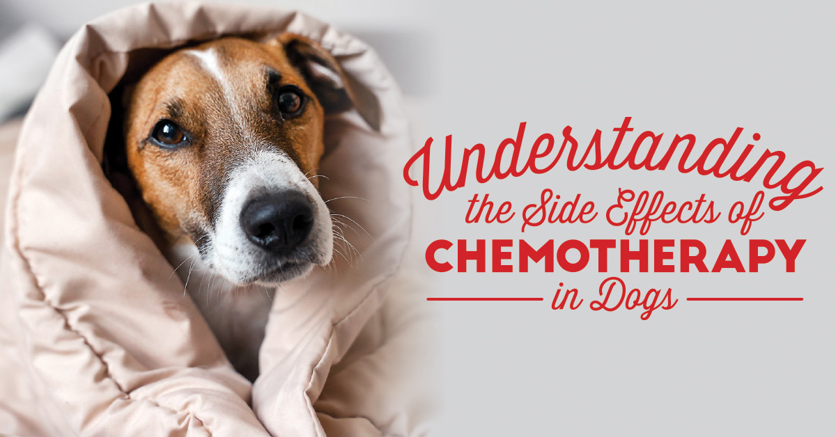 Understanding the Side Effects of Chemotherapy in Dogs